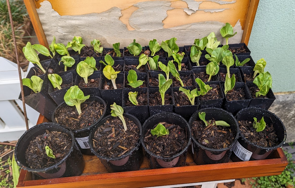 growing boabs from seed – Affinity Tours